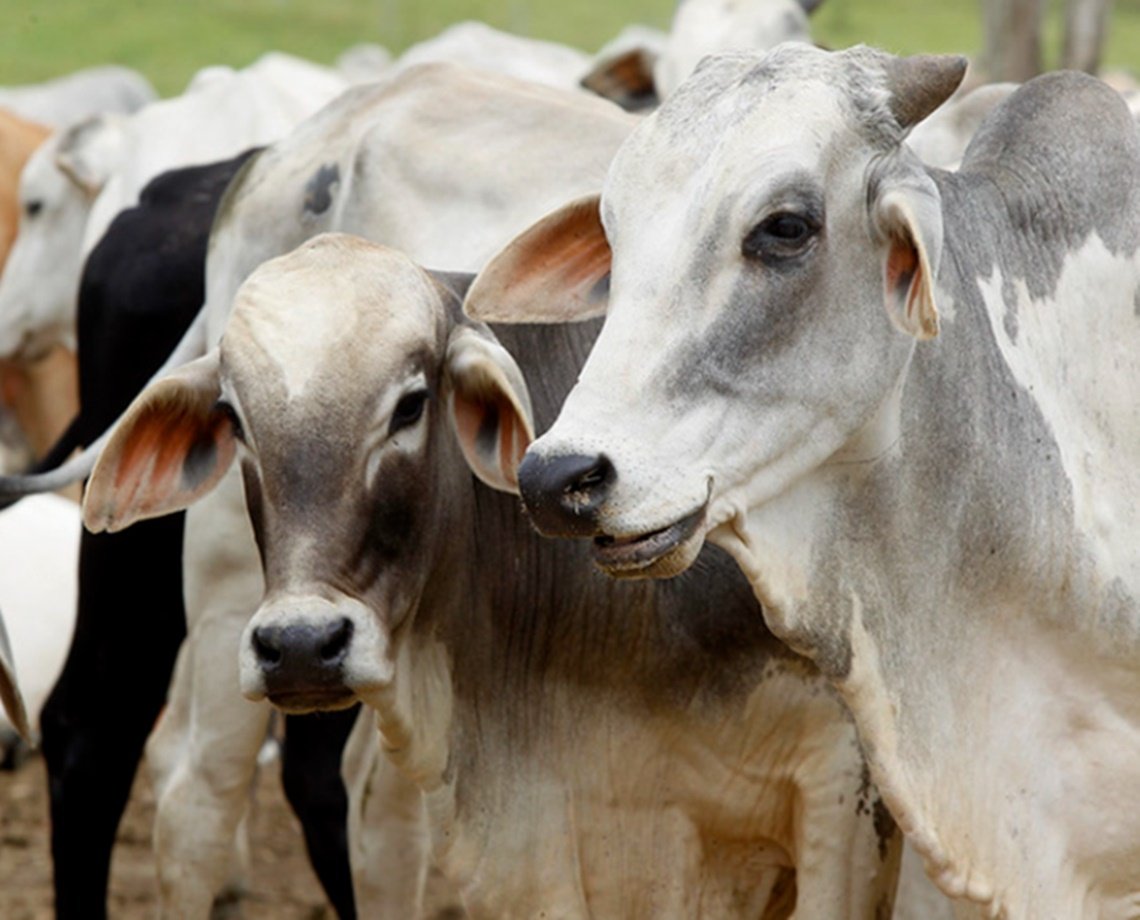 Caso de raiva bovina é registrado no interior da Bahia; animal não ...